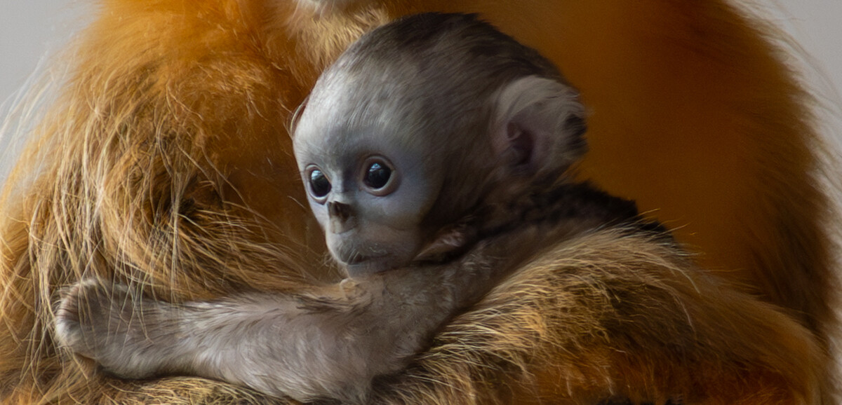 Espèce en danger, un singe doré vient de naître à Pairi Daiza